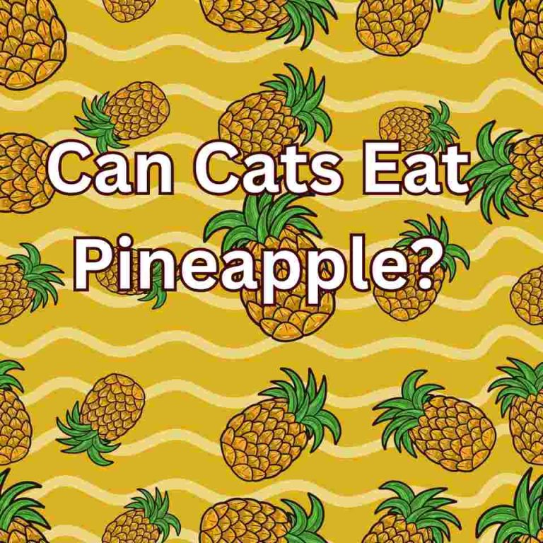 Can Cats Eat Pineapple? PetsWander